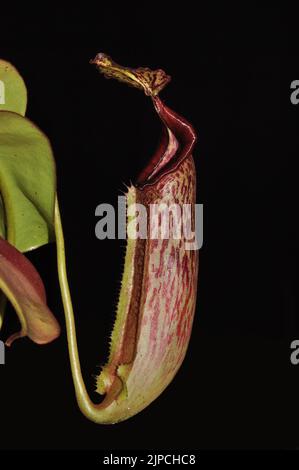 The tropical pitcher plant Nepenthes Maxima, a carnivorous plant Stock ...