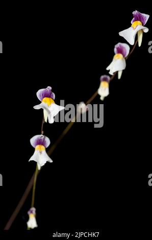 Utricularia blanchetti (white flower Stock Photo - Alamy