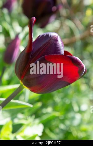 Garden with var. Continental Tulip Tulips Tulipa flower flowers ...
