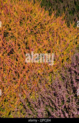 Blooming, Calluna vulgaris "Wickwar Flame", Calluna heather, Flowering ...