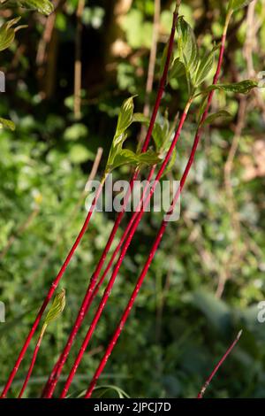 Cornus alba - Sibirica - Midwinter Fire - fresh green leaves on red ...