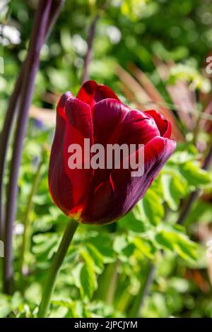 Dark purple Triumph tulips (Tulipa) Caviar bloom in a garden in March ...