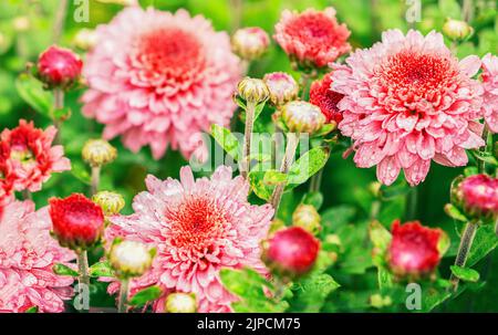 Bush of pink chrysanthemums, selective focus. Autumn background Stock ...