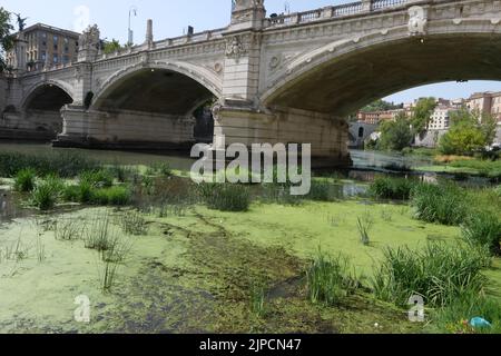 A GREEN CARPET OF DEAD ALGAE FLOATS ON THE RIVER TIBER DUE TO THE ...