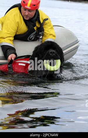 Girvan , Ayrshire, Scotland, UK .Newfoundland Dog Finn shows his life ...