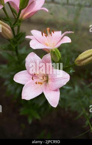Sizzling pink asiatic lily, a botanical beauty, isolated in a garden ...