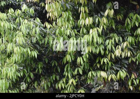 Cinnamomum tamala is an evergreen tree growing in the Himalayan region ...