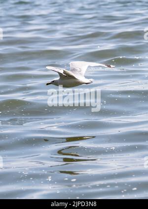Flying low on Lake Ontario catching fishes Stock Photo - Alamy