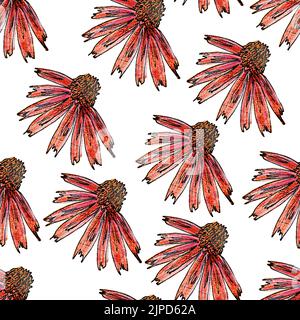 Pink Flower Echinacea hand draw botanical illustration, seamles pattern ...