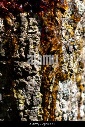 resin gum from the cut of a tree Stock Photo - Alamy