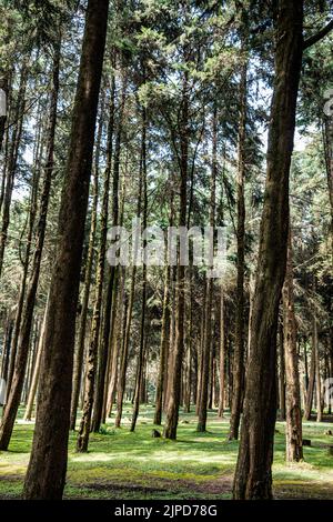 Kinale Forest is located 60kms from Nairobi along the Nairobi- Naivasha ...