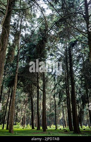 Kinale Forest is located 60kms from Nairobi along the Nairobi- Naivasha ...
