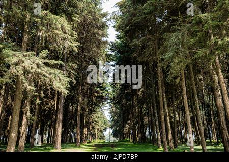 Kinale Forest is located 60kms from Nairobi along the Nairobi- Naivasha ...