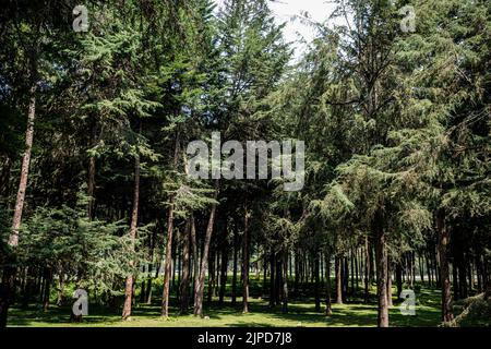 Kinale Forest is located 60kms from Nairobi along the Nairobi- Naivasha ...