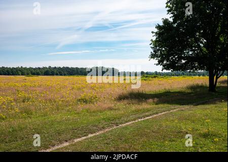 Heather and woods of the Veluwe nature reserve during hot dry summer ...
