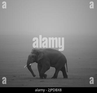 Bull Elephant of Dikala range. Jim Corbett National Park, India Stock ...