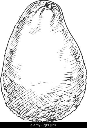 Avocado or alligator pear isolated mexican fruit sketch. Vector ...