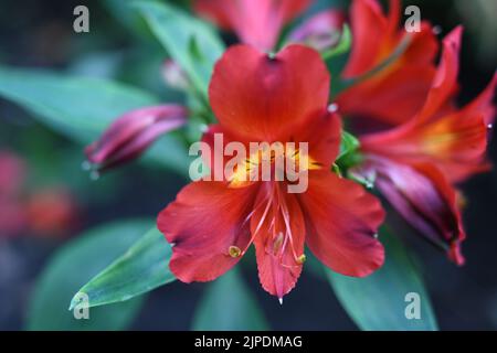 Red flowers, Kilkenny Castle Park, Kilkenny, Ireland Stock Photo - Alamy