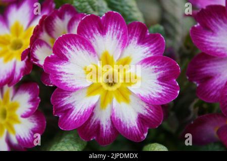 Fresh bright dark pink primrose flowers close up in spring Stock Photo ...