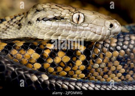 Jamaica Boa, Jamaican Boa, Jamaican Yellow Boa, Yellow Snake, Epicrates ...