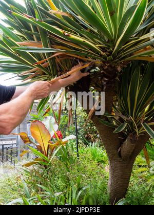 Trimming the dead and dying lower leaves of a large, multi-headed Yucca ...