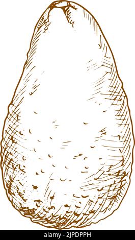 Avocado or alligator pear isolated mexican fruit sketch. Vector ...