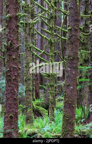 Fabulous rain forest. Trees covered with thick layer of moss Stock ...