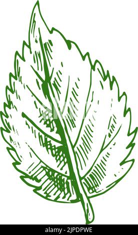 Alder leaf isolated hand drawn sketch. Vector birch tree leafage, aspen ...