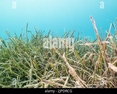 Seagrass at a sandy beach. Mediterranean holiday photo. Turquoise blue ...
