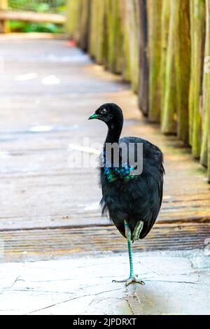Grey-winged trumpeter (latin name Psophia crepitans) is standing on ...