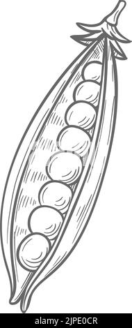 Bob legumes, isolated beans and pea pods. Vector legume food sketch ...