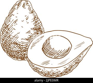 Avocado or alligator pear isolated mexican fruit sketch. Vector ...