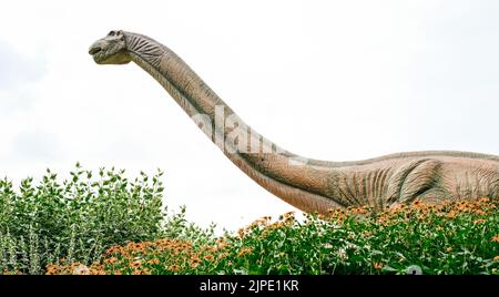 Close-up of a robotic dinosaur of the diplodocus species in an ...