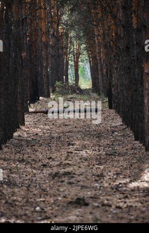 Pine forest planted in straight rows, forest landscape Stock Photo - Alamy