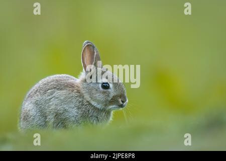 Rabbit looking beautiful in grassland Stock Photo - Alamy