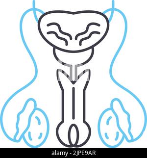 Male Reproductive System, Vector Illustration Stock Vector Image & Art ...