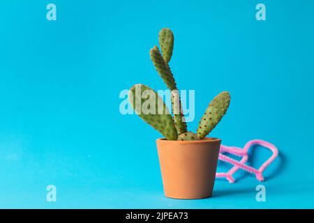 Cactus, mini cactus in earthen pot isolated on blue background. No ...