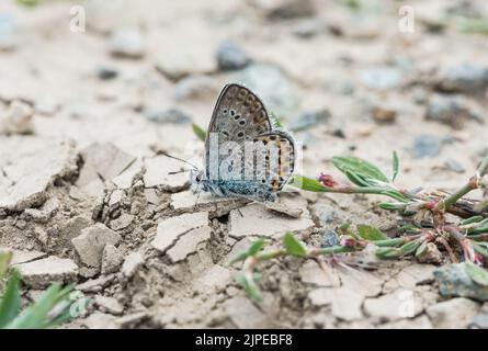 Mud-puddling Silver-studded Blue (Plebejus argus Stock Photo - Alamy