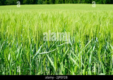 Magnificent wheat field image, close-up view on fresh ears of young ...