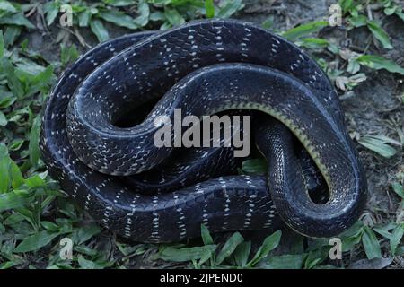 Wall's Krait (Bungarus walli) full body images Stock Photo - Alamy