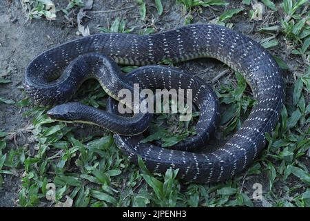 Wall's Krait (Bungarus walli) full body images Stock Photo - Alamy