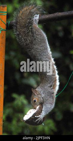 There's more than one way to crack a nut. A grey squirrel hangs by its ...