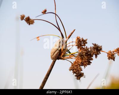 Tiny Marbled reed frog in Okavango Delta in Botswana Stock Photo - Alamy