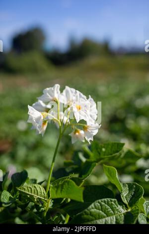 Potato flowers blossom in sunlight grow in plant. White blooming potato ...