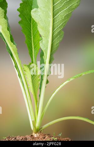blurry natural background with shallow focus Stock Photo - Alamy