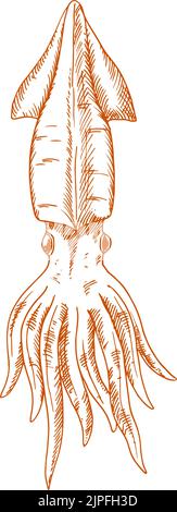 Squid isolated hooked red animal. Vector Decapodiformes with arms and ...