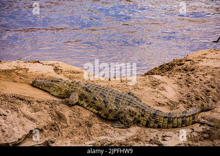 Crocodiles Reptiles Mara River Maasai Mara National Game Reserve Park ...