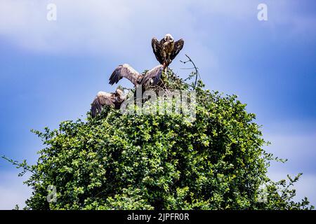 A vulture is a bird of prey that scavenges on carrion. There are 23 ...