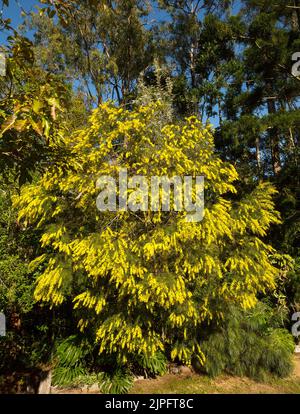 native Australian wattle tree with yellow flowers outdoor in beautiful ...