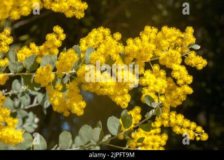 Mass of stunning golden yellow perfumed flowers of Acacia ...